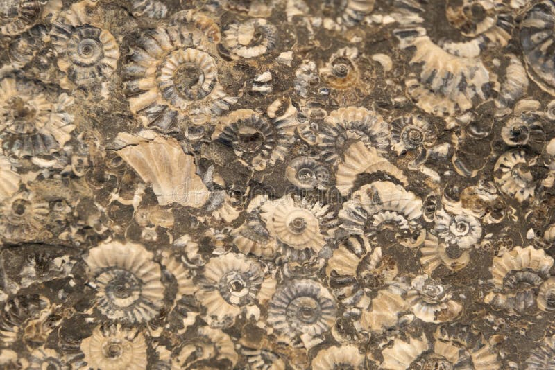 Limestone with Imprints of Ammonites. Jurassic Period. Background ...