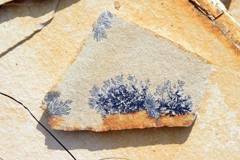 Manganese Dendrites, Branching Features Containing Manganese Oxides ...