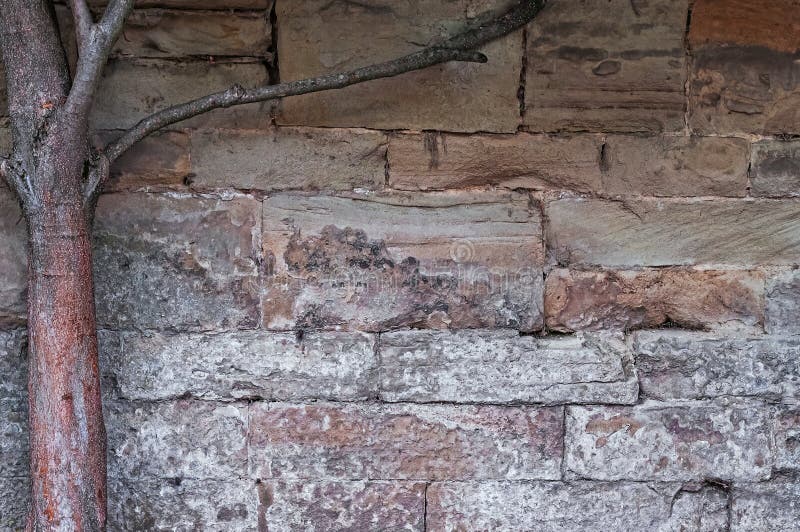 Limestone Tree Landscape stock photo. Image of andy, malham - 56356332