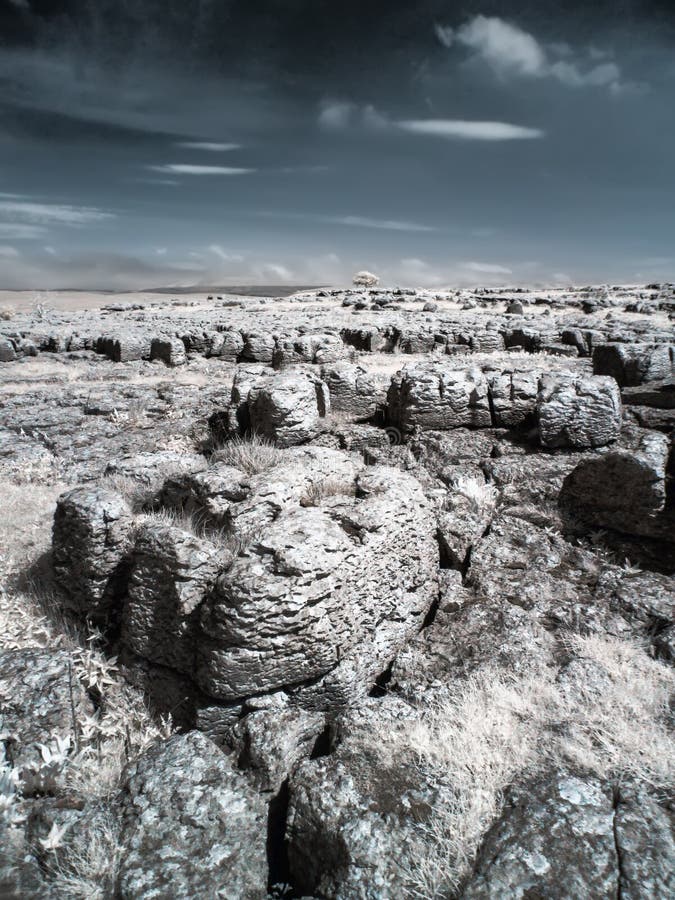Limestone Tree Landscape stock photo. Image of andy, malham - 56356332