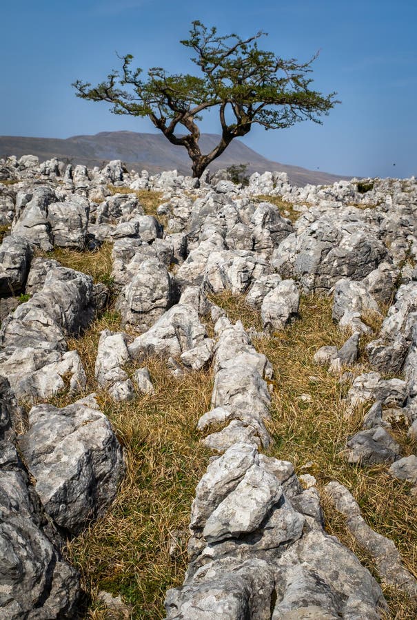 Limestone Pavement stock image. Image of limestone, barren - 18782817
