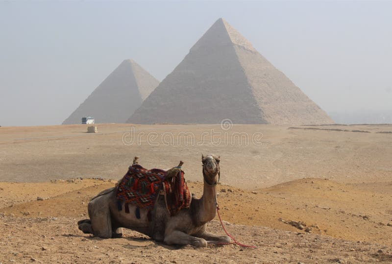 A Camel Rests Near the Great Pyramids Amid Air Pollution from Cairo ...