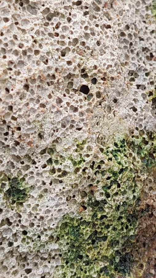 Limestone with a Rough Surface with Holes in White and Green. Would Be ...