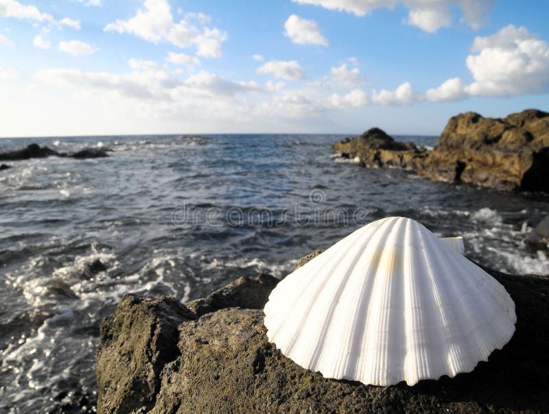 Limestone Sea Shell stock image. Image of coast, shell - 244151447