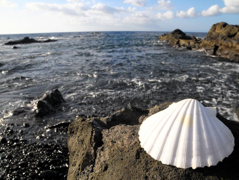 Limestone Sea Shell stock image. Image of surf, coast - 246938391
