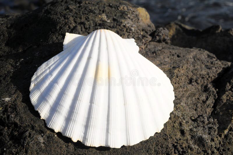 Limestone Sea Shell stock image. Image of animal, design - 34798517
