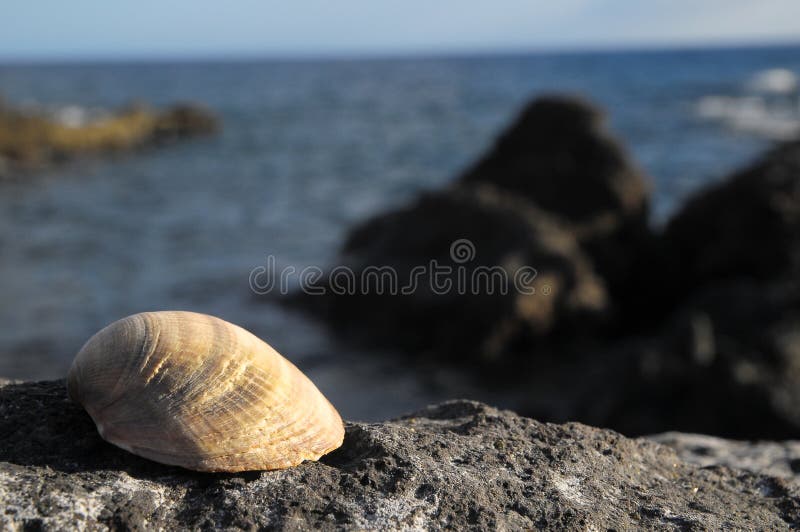Limestone Sea Shell stock image. Image of surf, background - 37448331