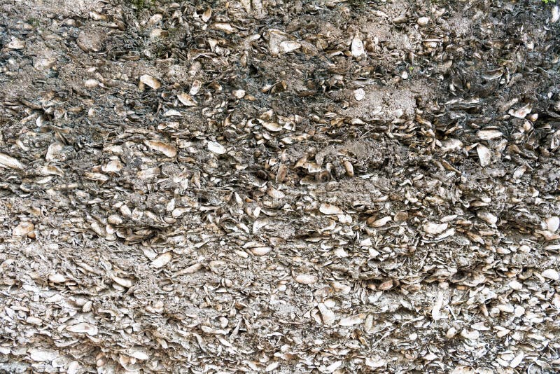Limestone Shell Rock Closeup Texture Stock Image - Image of animal ...