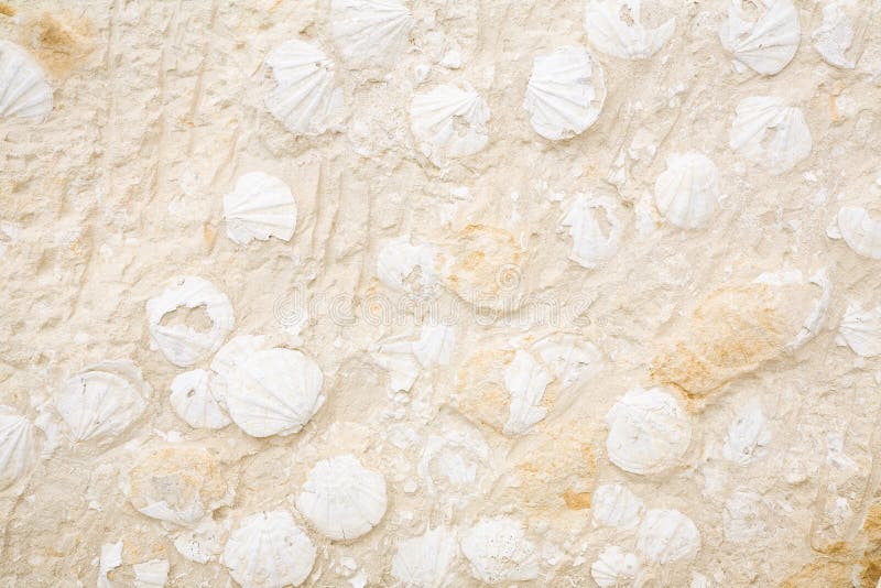 Limestone with Shells. stock image. Image of rough, shell - 9826665