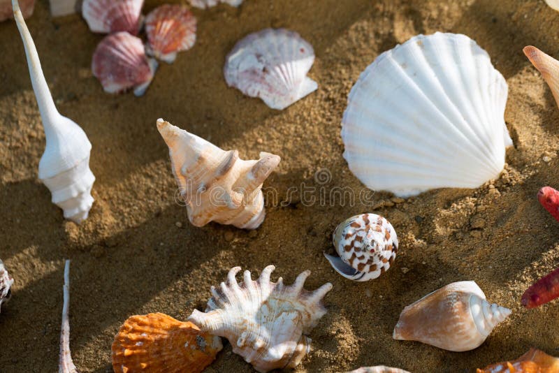 A Lot of Different Snail Shells Lie on the Sandy Sea Beach on a Hot Day ...