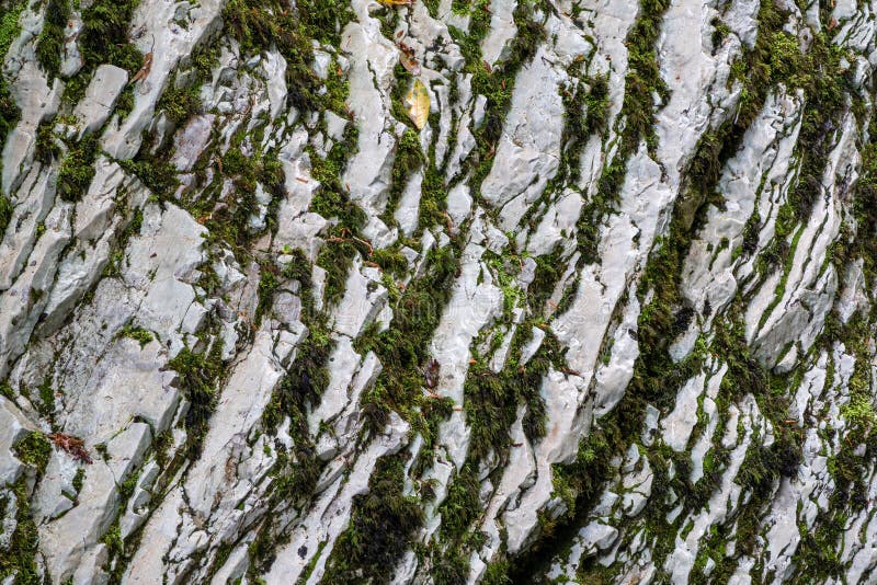 2,299 Cliff Moss Texture Stock Photos - Free & Royalty-Free Stock ...