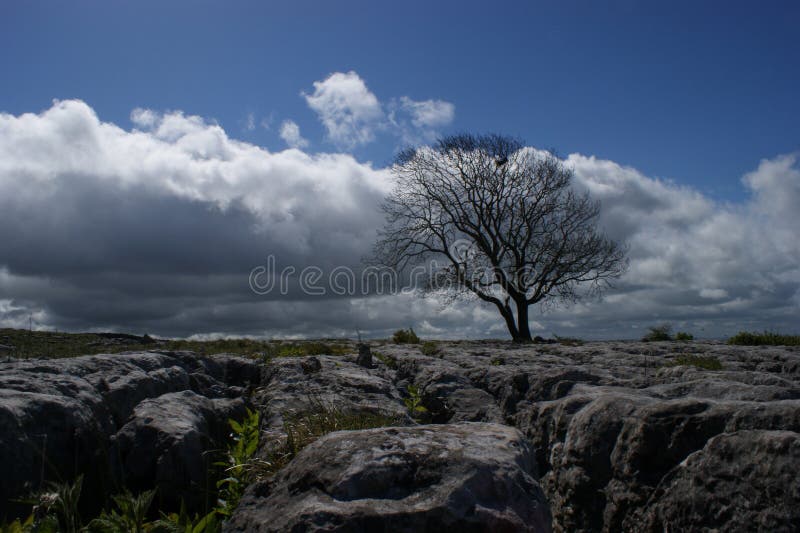 Limestone Tree Landscape stock photo. Image of andy, malham - 56356332