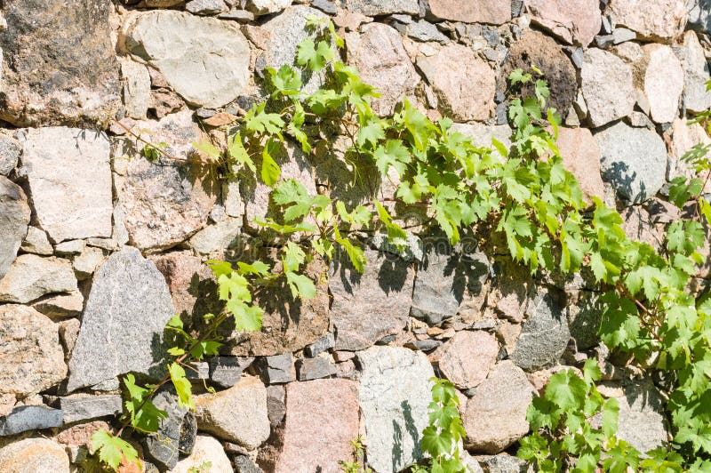 Limestone Wall Covered by Virginia Creeper Stock Image - Image of ...