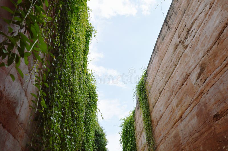 Limestone Wall Decorating by Ivy Plant Climb and Hanging Stock Image ... Limestone Wall Decorating by Ivy Plant Climb and Hanging Stock Image ...