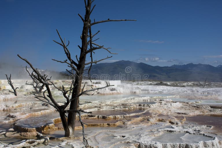 Limestone in Yellowstone National Park Stock Photo - Image of geology ...