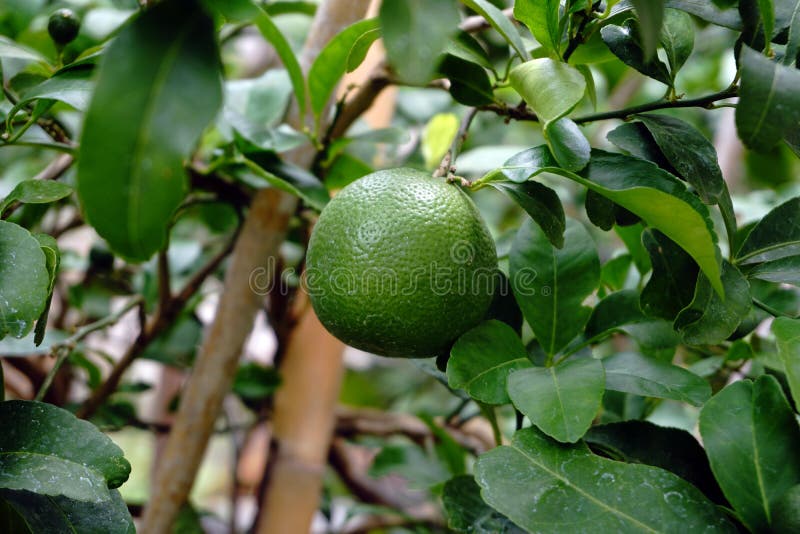 Limette Fruit Avec Des Tranches Photo stock - Image du lames, organique ...