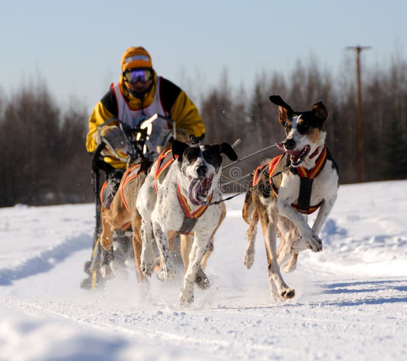 Limited North American Sled Dog Race - Alaska Editorial Photography ...