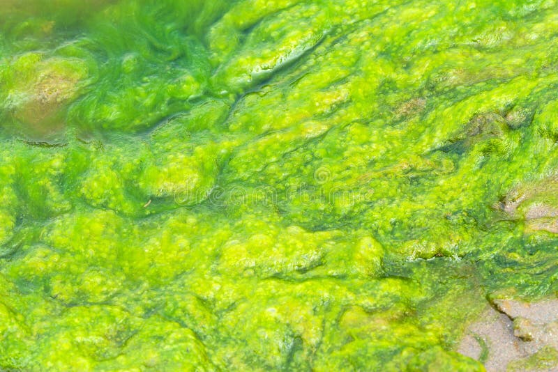 O Lodo Verde Com Bolas Decorativas Brancas E a Brilho Flui Do ...