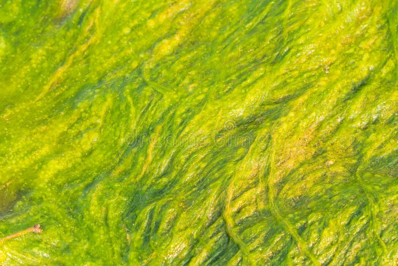 Limo Verde De Algas En El Lago Foto de archivo - Imagen de crecimiento ...
