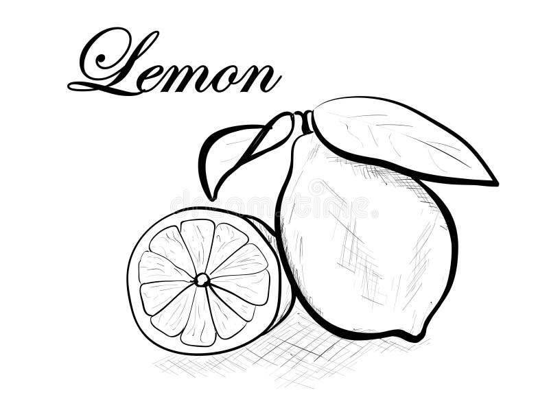 Limon stock illustration. Illustration of slice, ingredient - 138847251