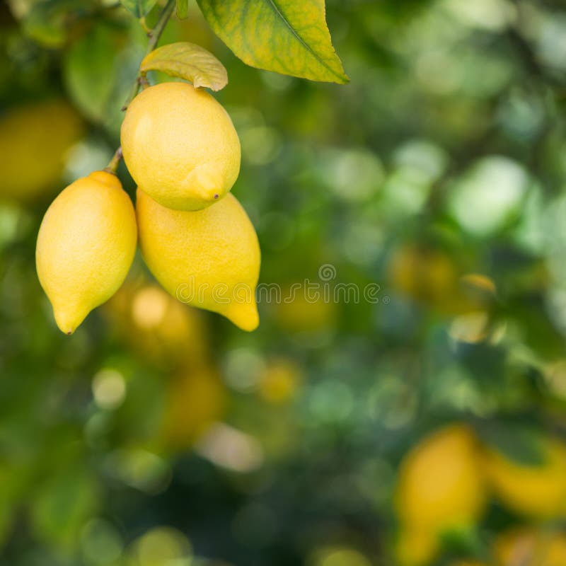 Limone immagine stock. Immagine di erbe, albero, foglio - 37610639