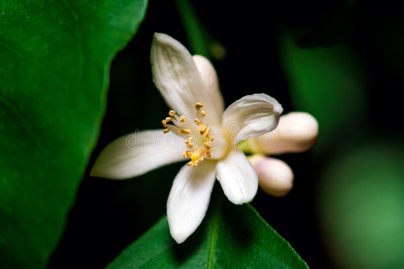 Limone di fioritura immagine stock. Immagine di ovaia - 70381661