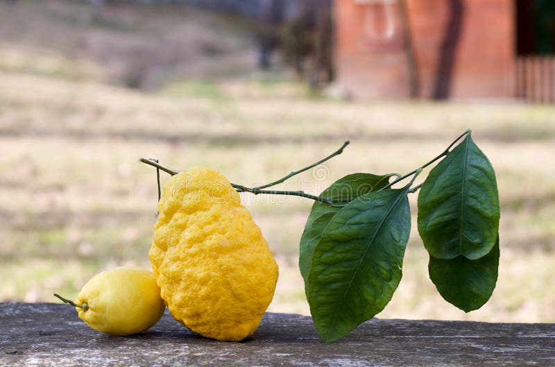 Limone E Cedro Con Le Foglie Verdi Su Una Tavola Fotografia Stock ...