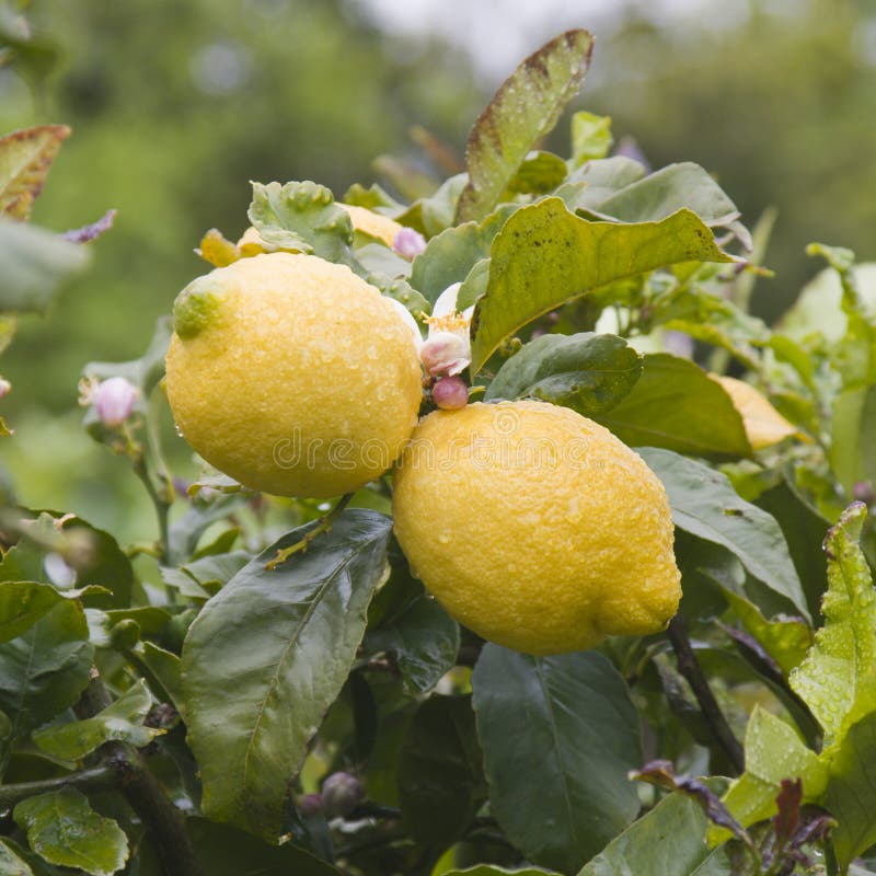 Limones imagen de archivo. Imagen de crecimiento, fresco - 8937547