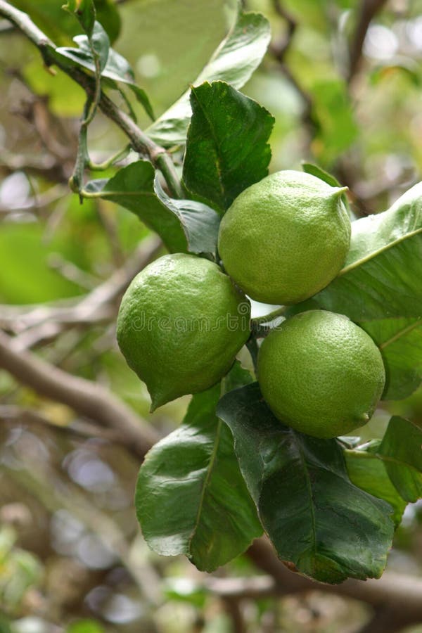 Limones verdes imagen de archivo. Imagen de colgante, fresco - 3406075