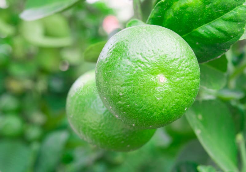 Limones Verdes En árbol De Limón Imagen de archivo - Imagen de ...