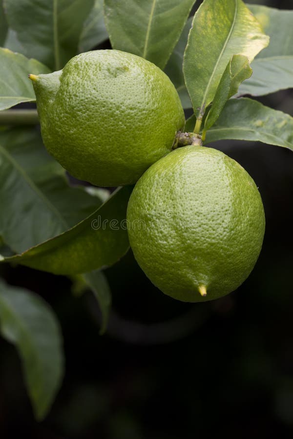 Limones verdes en un árbol foto de archivo. Imagen de vitaminas - 36118482