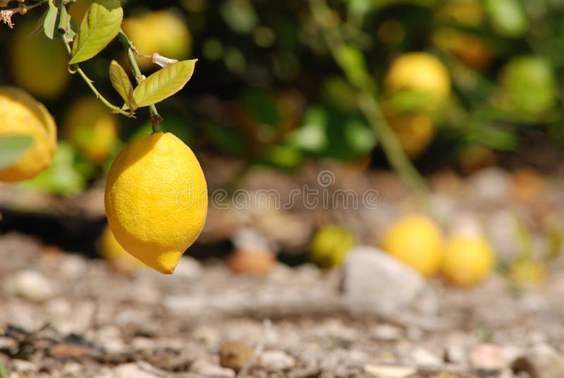 Limoni Freschi Che Appendono Sul Limone Fotografia Stock - Immagine di ...