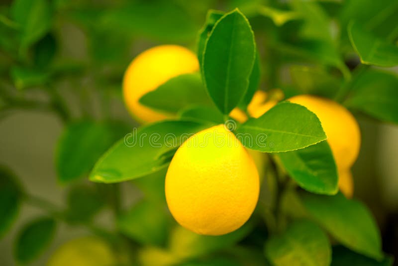 Limoni su un albero immagine stock. Immagine di ambiente - 4771743