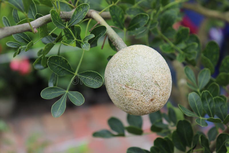 Fruit of Limonia Acidissima, Wood Apple Stock Image - Image of apple ...
