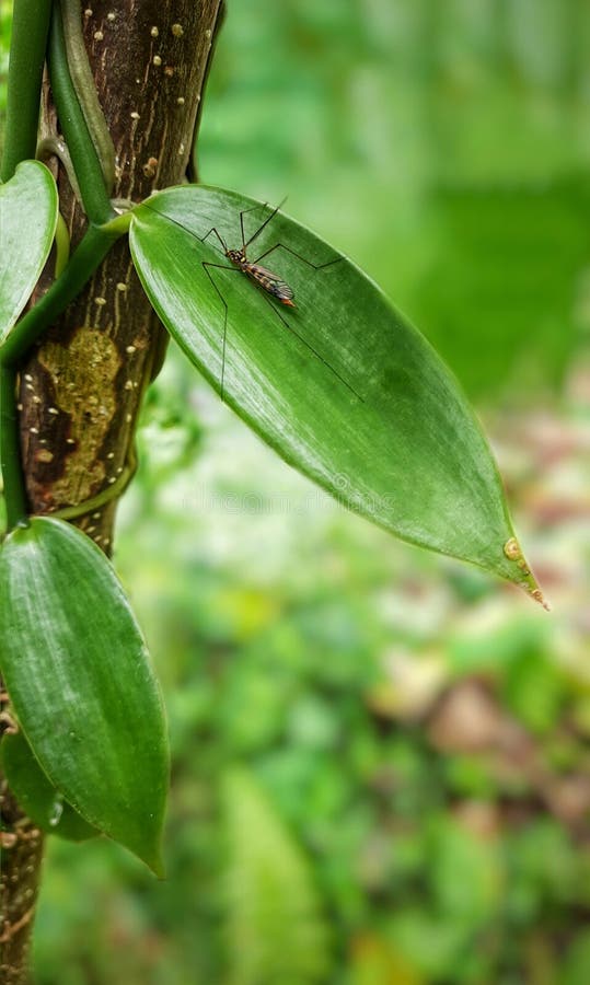 Limoniinae, Crane Flies Resting on Vanilla Leaf Stock Photo - Image of ...