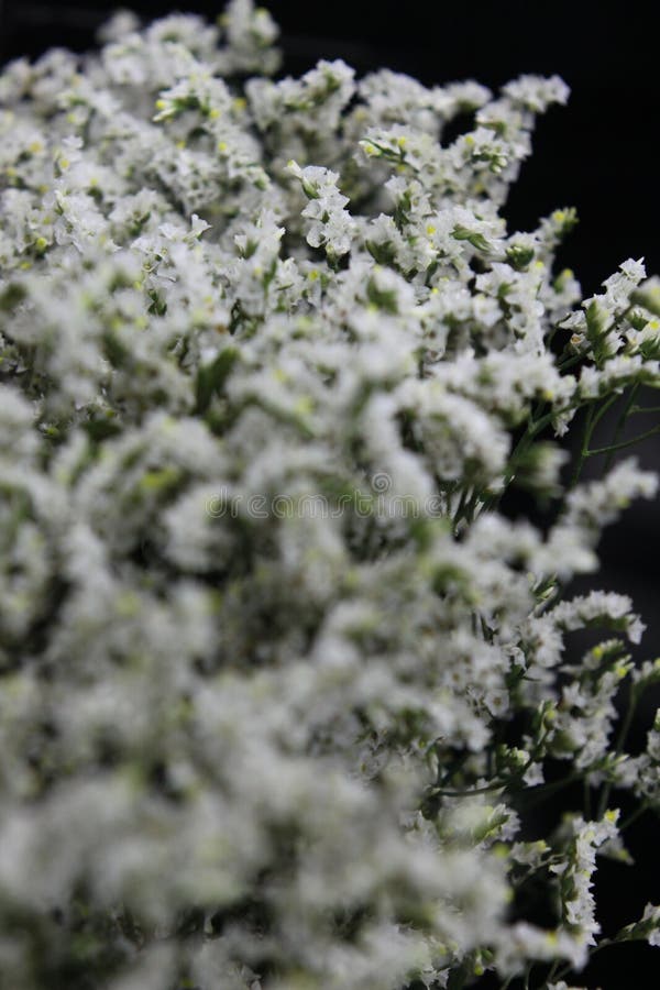 Limonium white 7104 stock image. Image of 7104, dense - 172136439