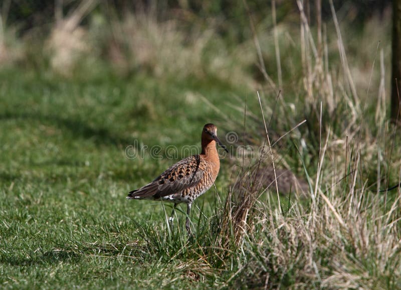 Limosa stock photo. Image of beak, lapponica, natural - 14699174