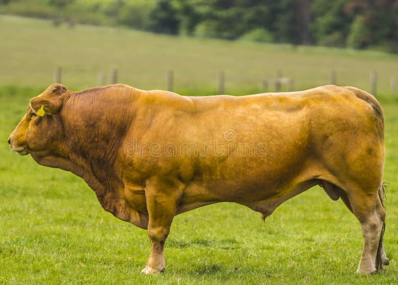 Proud Bull stock photo. Image of steer, breeding, powerful - 5382222