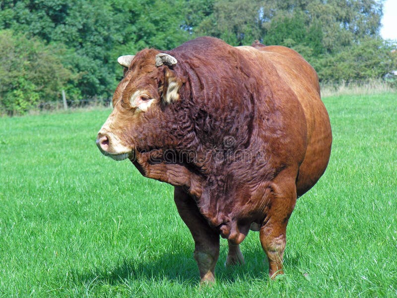 Limousine bull stock image. Image of ring, massive, heavy - 20756955