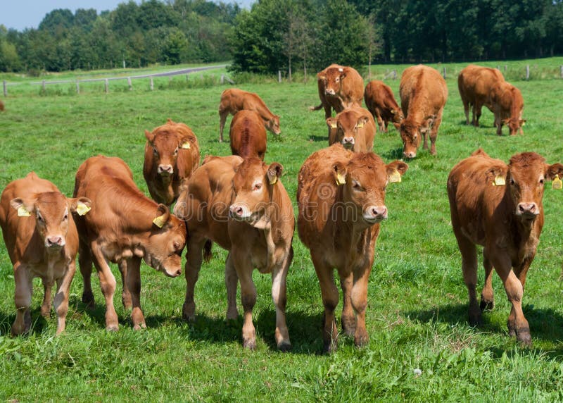 Limousin calves stock image. Image of bull, meat, breeding - 20757111