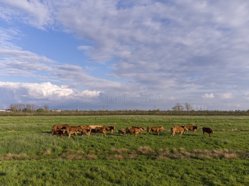 Limousin cattle stock photo. Image of cattle, highly - 77942356