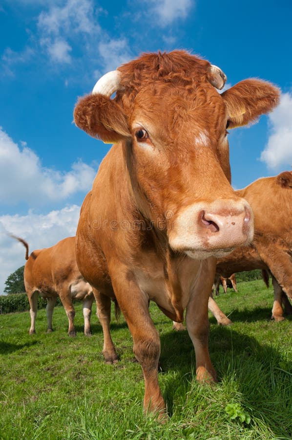 Limousin cow stock image. Image of meadow, countryside - 20757017