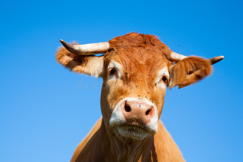 Limousin cows stock image. Image of dutch, beast, people - 44889181