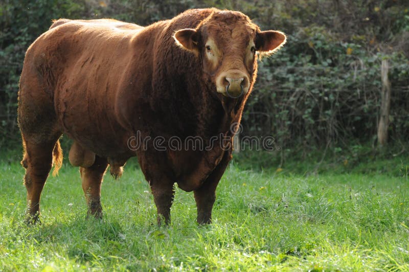 Limousin-Stier stockfoto. Bild von tier, eindrucksvoll - 34814634