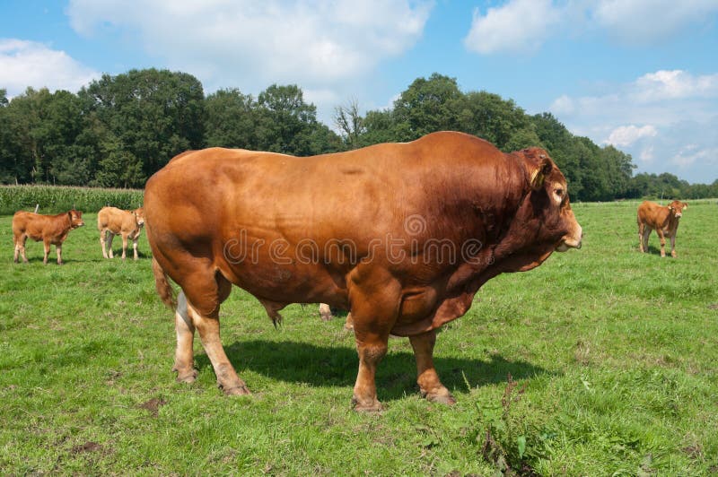 Limousine bull stock photo. Image of mammal, country - 20756914