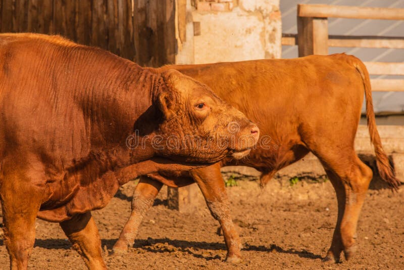 Limousine Bulls on a Farm. Limousine Bulls Spend Time on the Farm. Bull ...