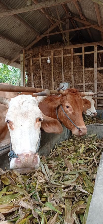 Limousine Cows in a Corral, on a Traditional Farm in Java, Indonesia ...