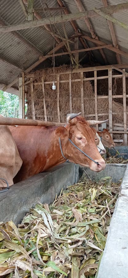 Limousine Cows in a Corral, on a Traditional Farm in Java, Indonesia ...