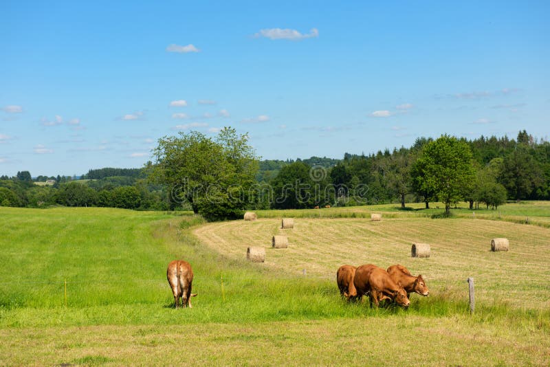 Limousine Cows in Landscape Stock Image - Image of graze, outdoor ...