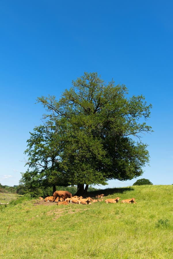 Limousine Cows in Landscape Stock Image - Image of hills, landscape ...